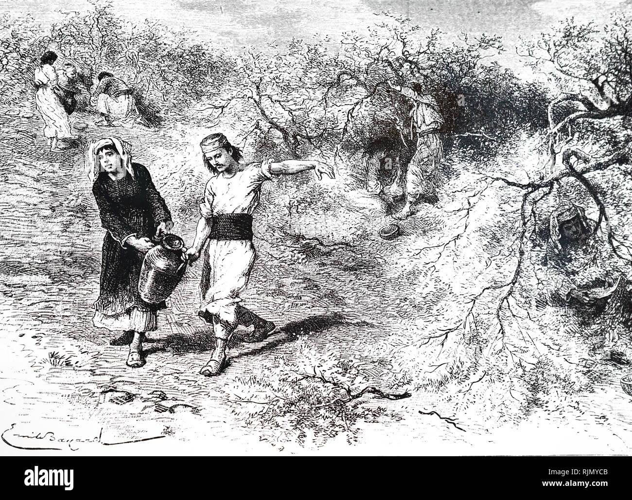 An engraving depicting the process of making turpentine: workers ...