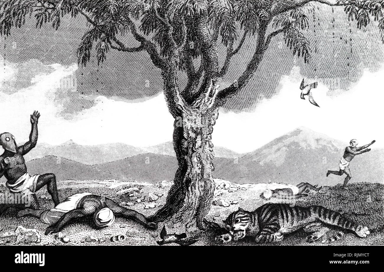 An engraving depicting an Upas tree. The latex of the tree was used for ...