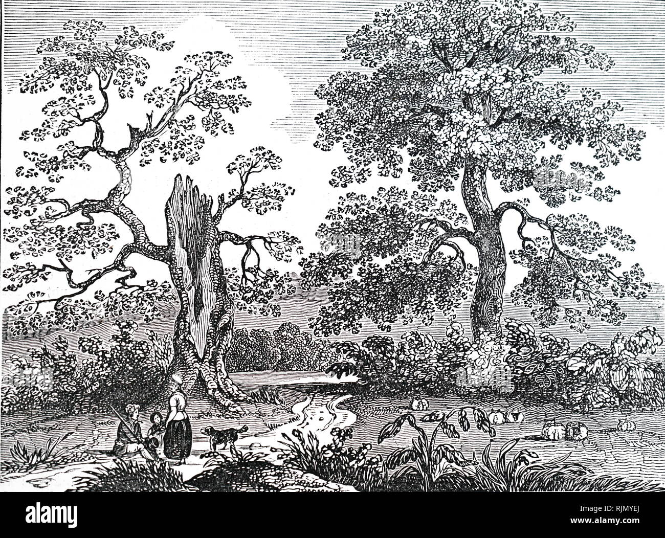 An engraving depicting the Candenham Oak, near Lyndhurst, Hampshire. A ...