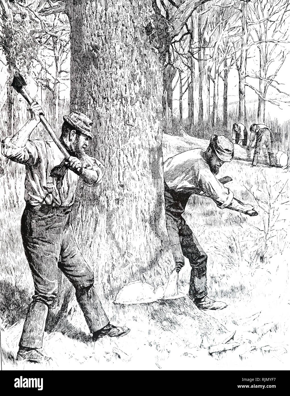 An engraving depicting oak trees being felled for the bark harvest ...