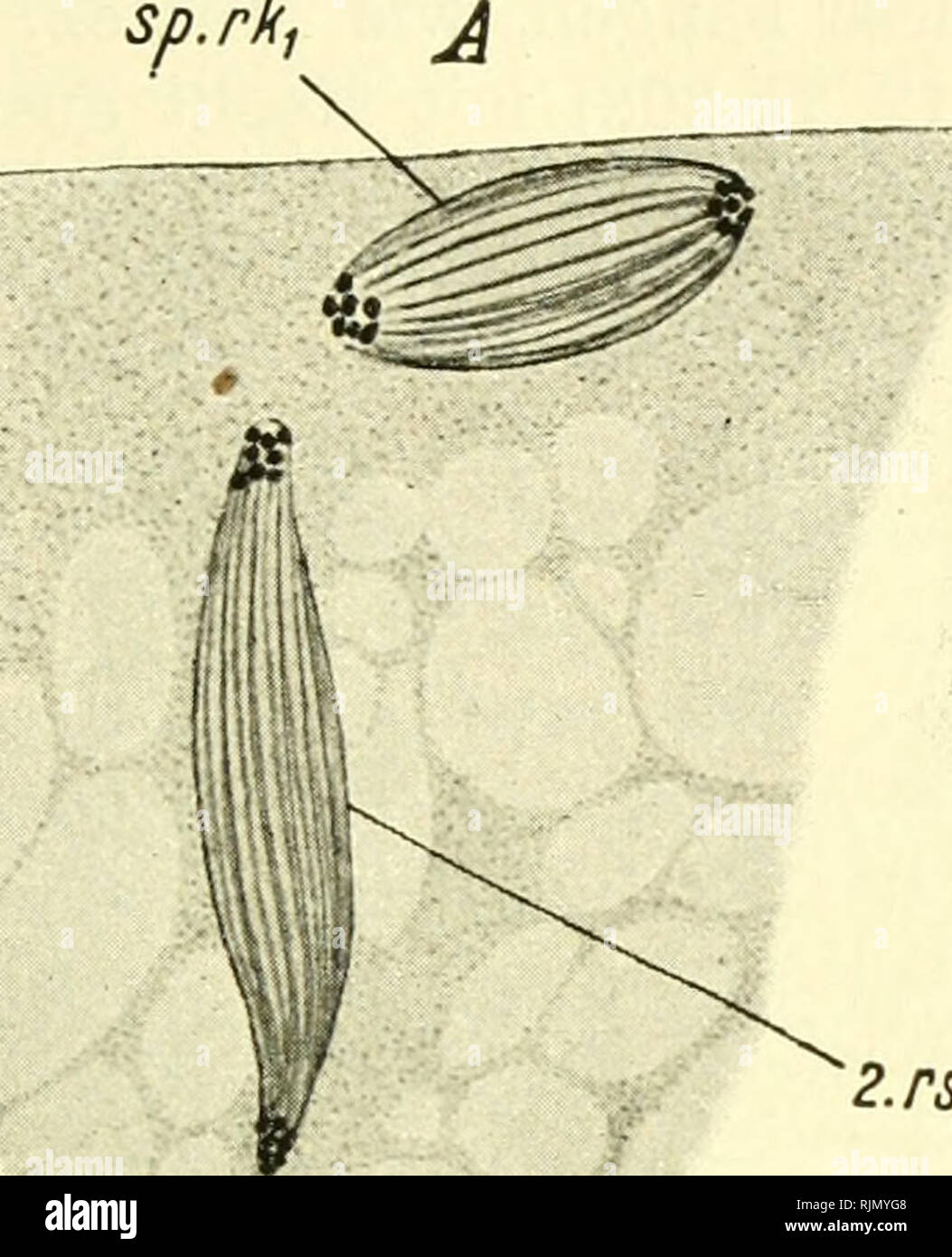 . Bastardierung als Ursache der Apogamie im Pflanzenreich. Eine ...