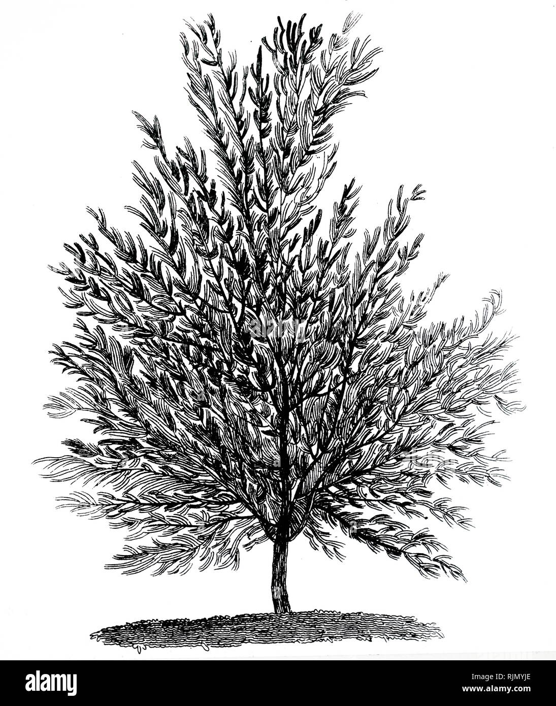 Willow tree illustration hi-res stock photography and images - Alamy