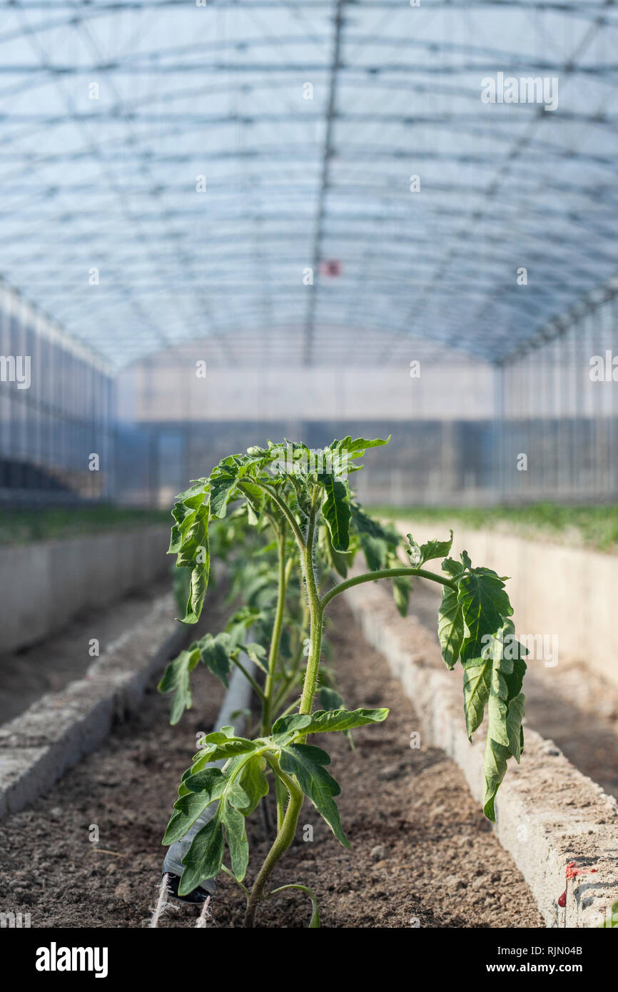Rows of young tomato plants in a greenhouse. Agriculture concept ...