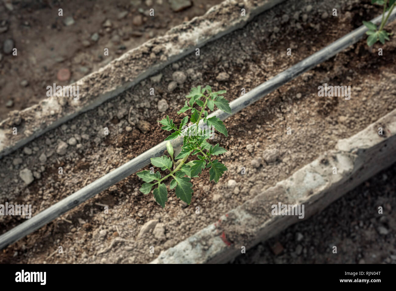 Rows of young tomato plants in a greenhouse. Agriculture concept ...