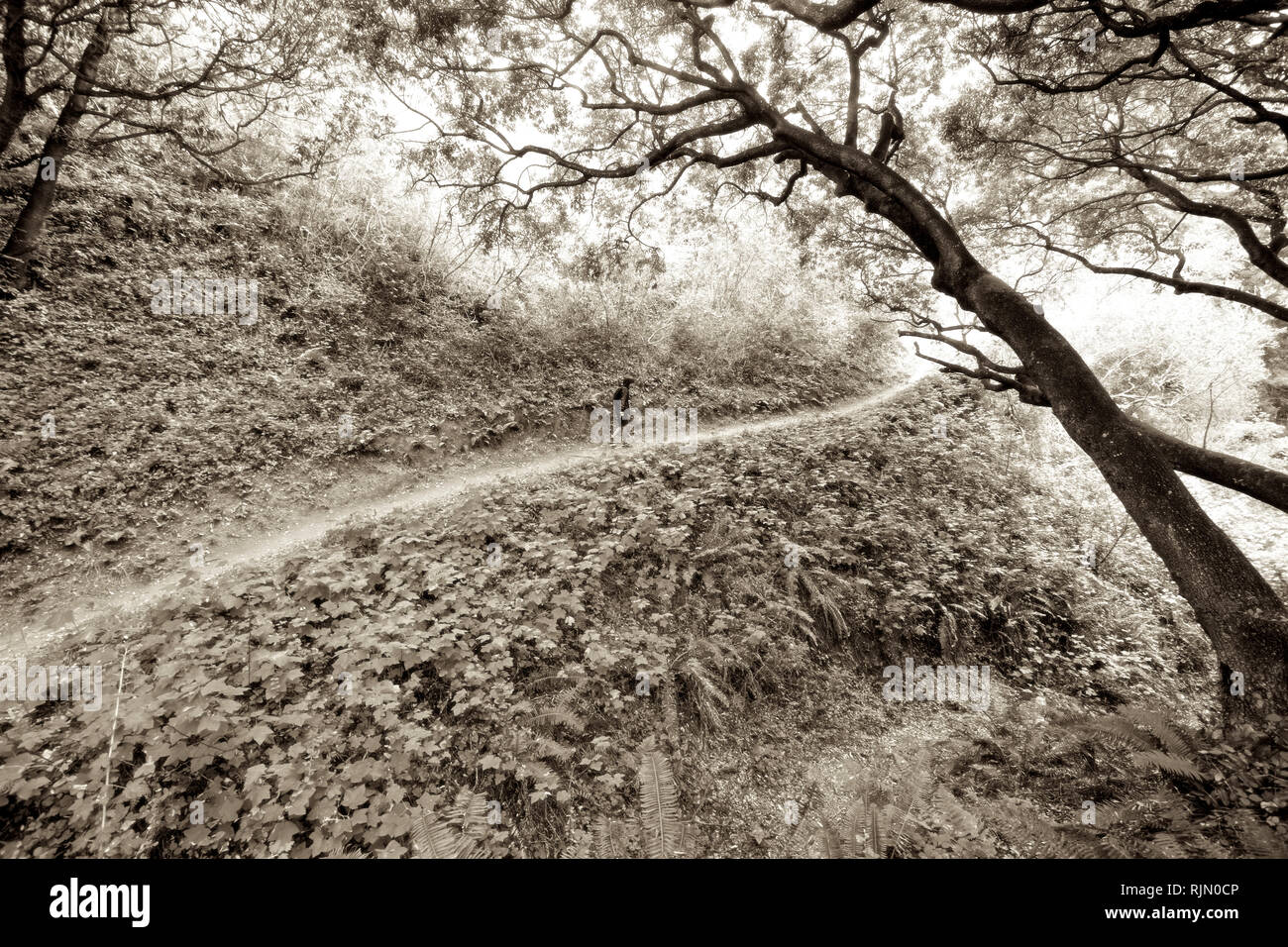 Coastal trails hi-res stock photography and images - Alamy