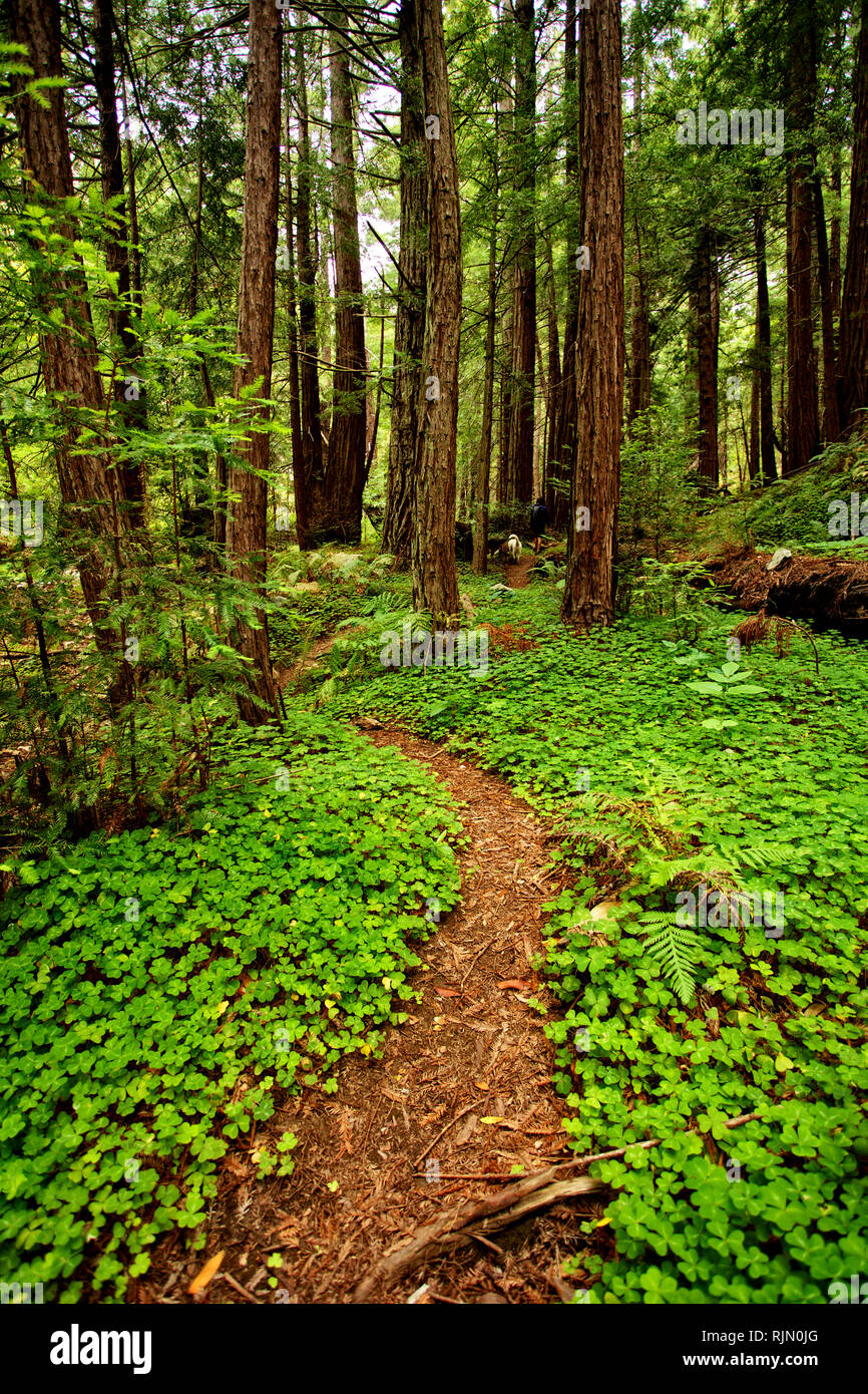 Coastal Forest Trail Stock Photo - Alamy