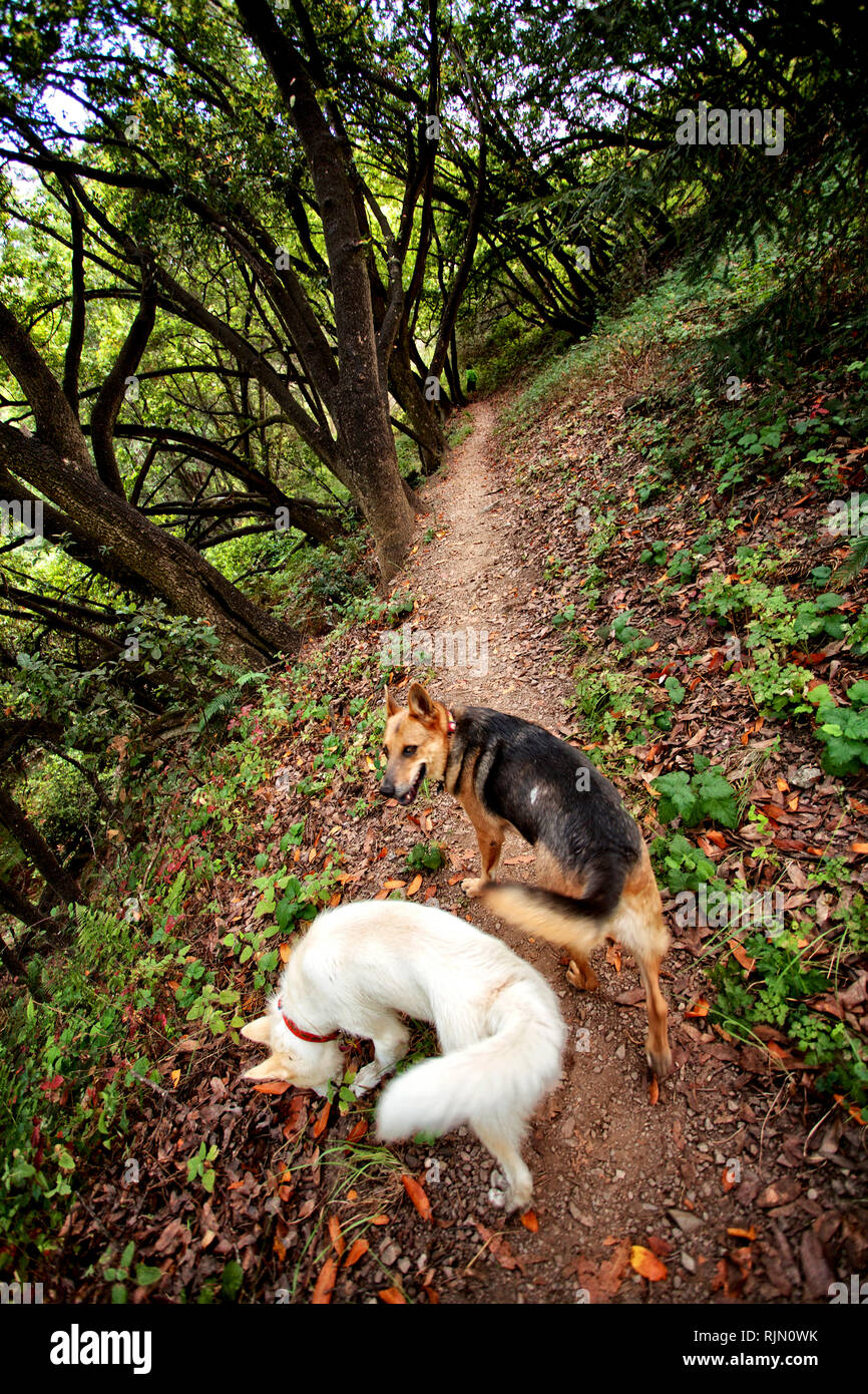 Canine dogs hi-res stock photography and images - Alamy