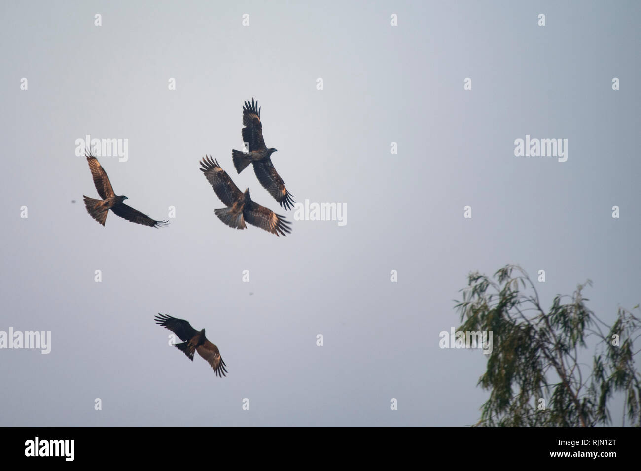 Hawk hunting flock birds hi-res stock photography and images - Alamy