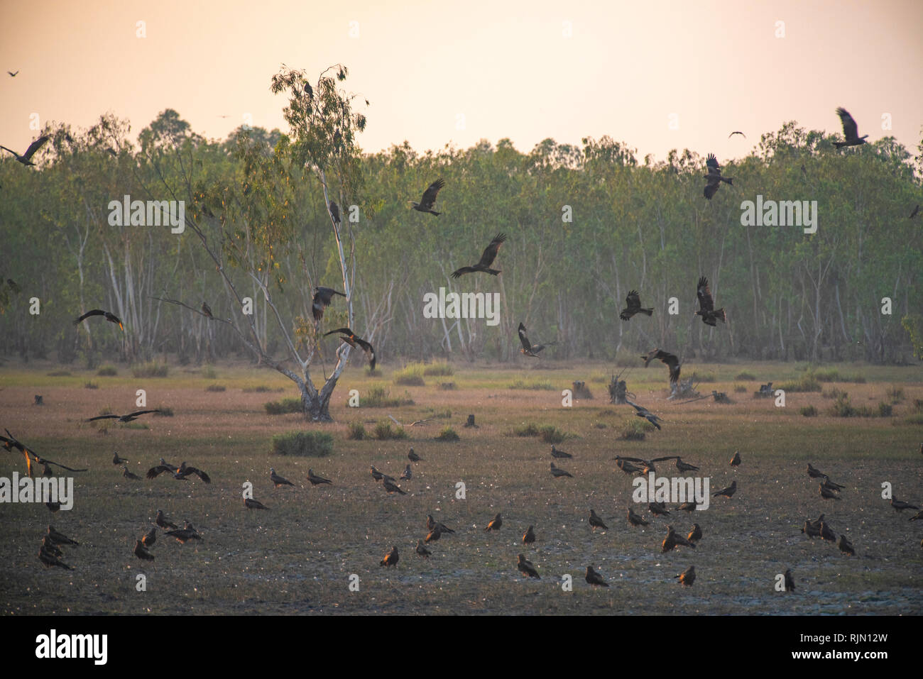 Hawk hunting flock birds hi-res stock photography and images - Alamy