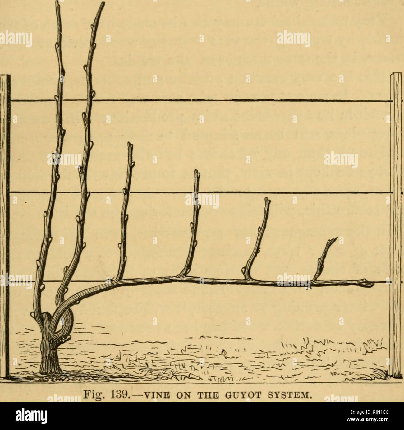 Guyot system hi-res stock photography and images - Alamy