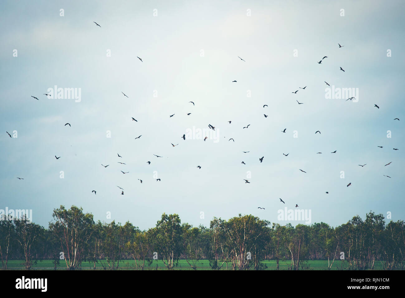 Hawks of thailand hi-res stock photography and images - Alamy
