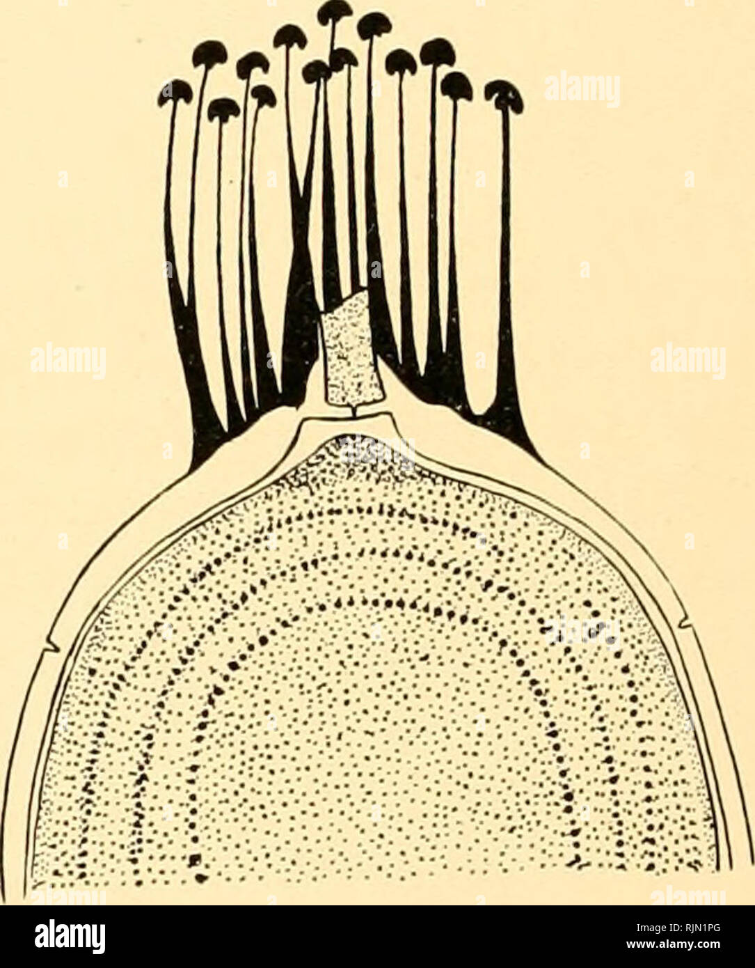 . The Bashford Dean memorial volume : archaic fishes. Fishes; Sharks ...