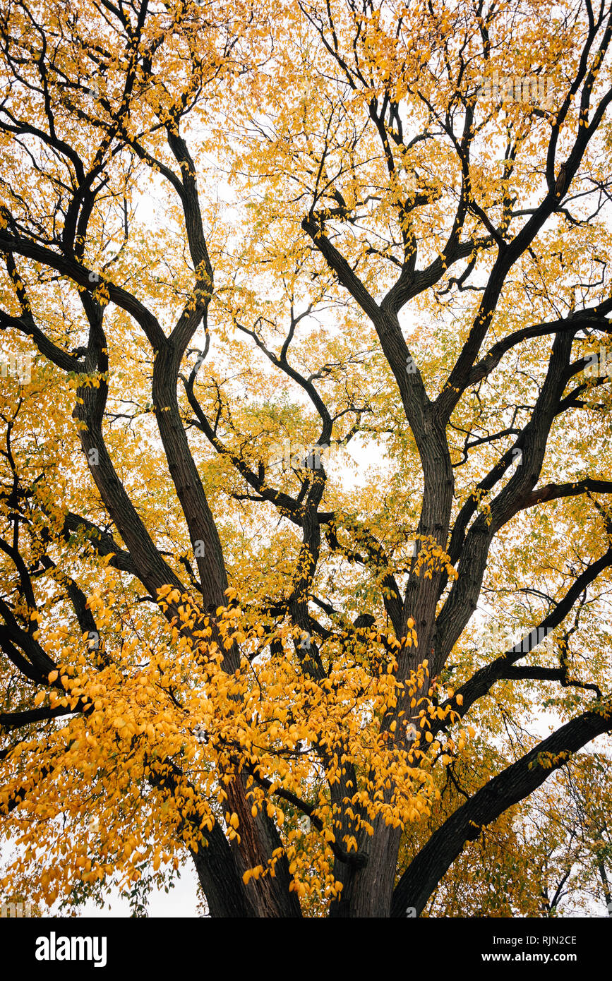 Tree with autumn color in Prospect Park, Brooklyn, New York City Stock ...