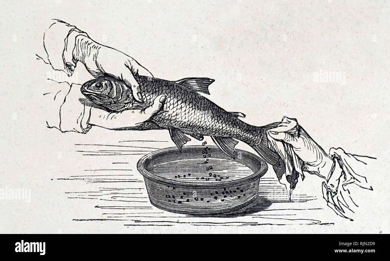 Illustration showing stripping eggs from a hen fish at a fish farm ...