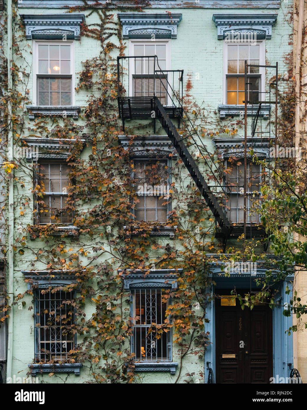 Vines with autumn foliage on a residential building in the East Village ...