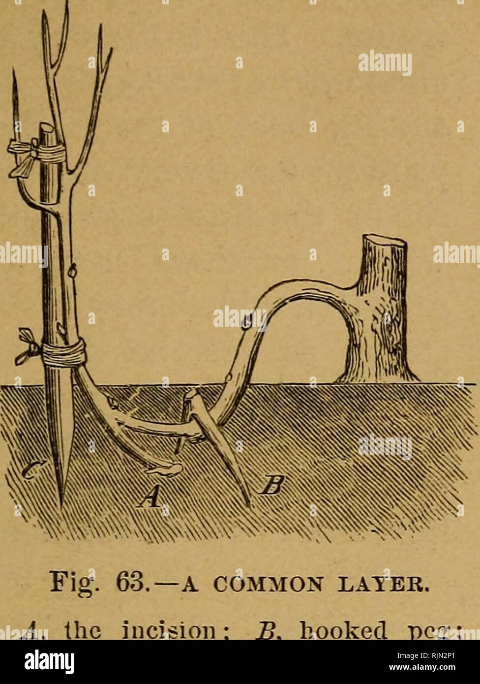 Serpentine Roots High Resolution Stock Photography and Images - Alamy
