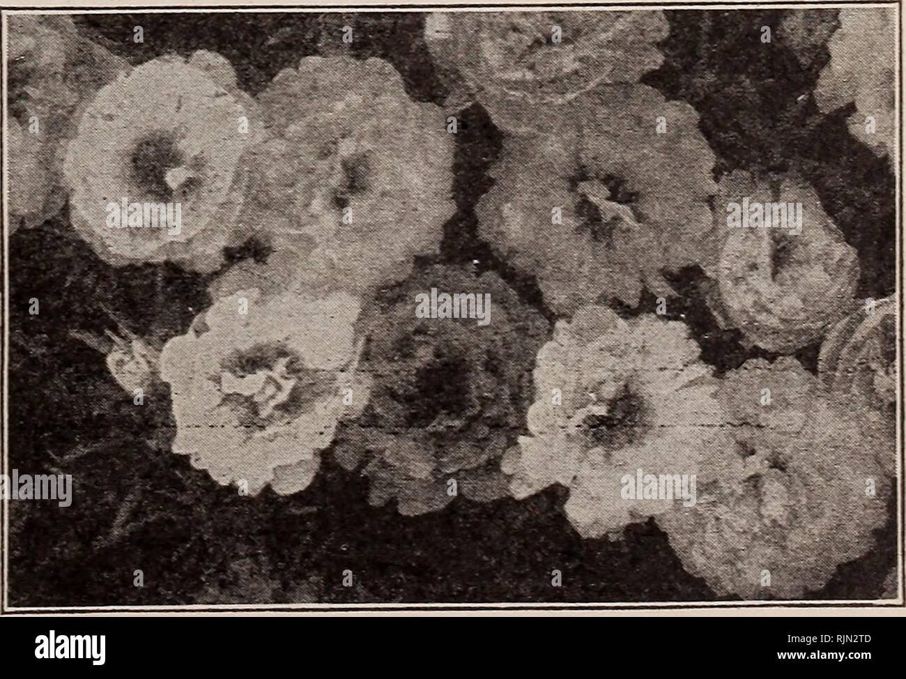 5 point petal hi-res stock photography and images - Alamy