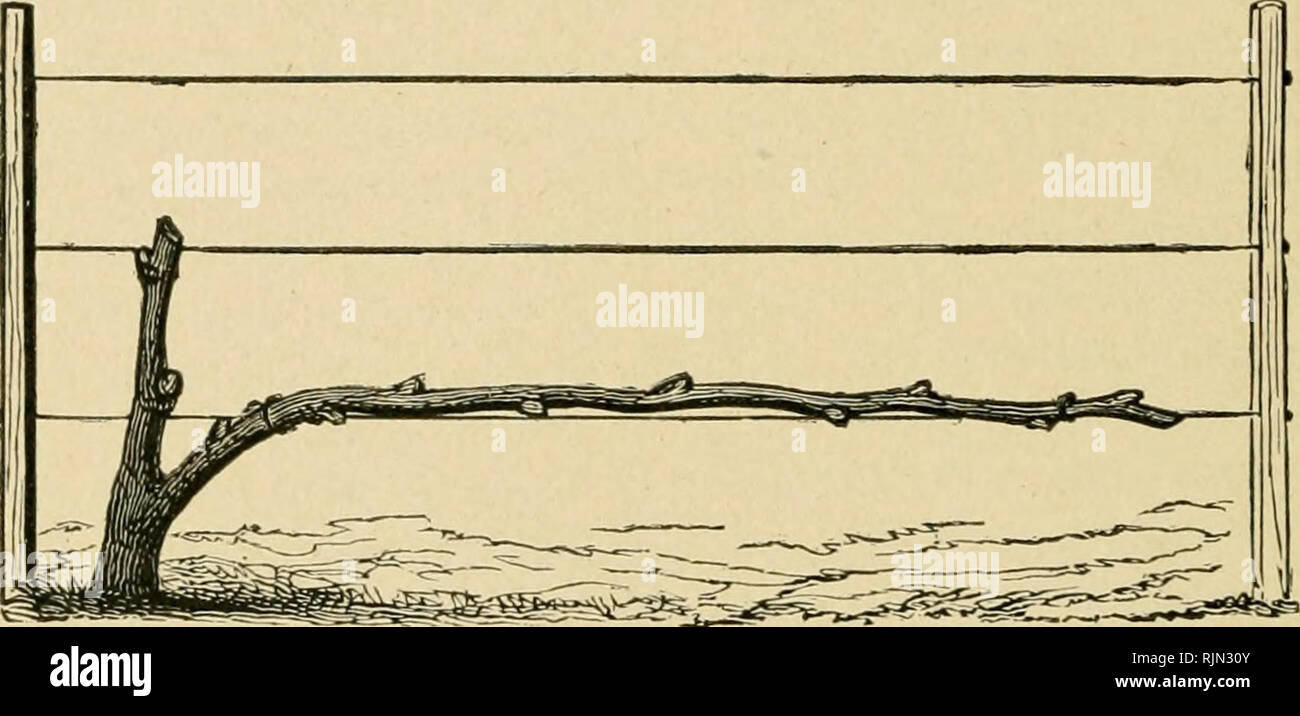 Guyot system hi-res stock photography and images - Alamy