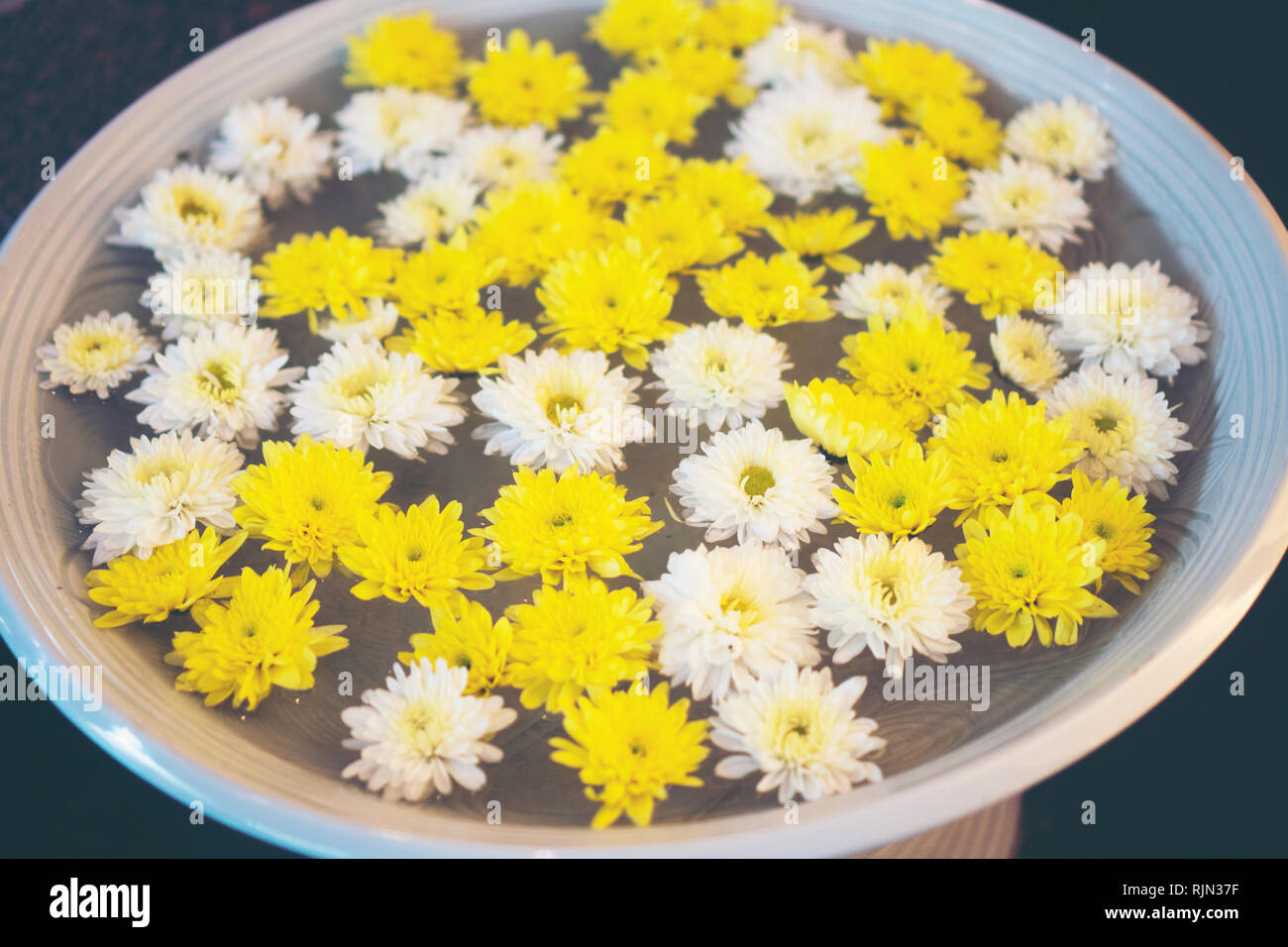 Many flowers float in pots in the hotel Stock Photo - Alamy