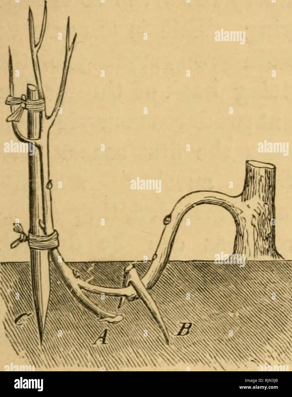 Serpentine roots hi-res stock photography and images - Alamy
