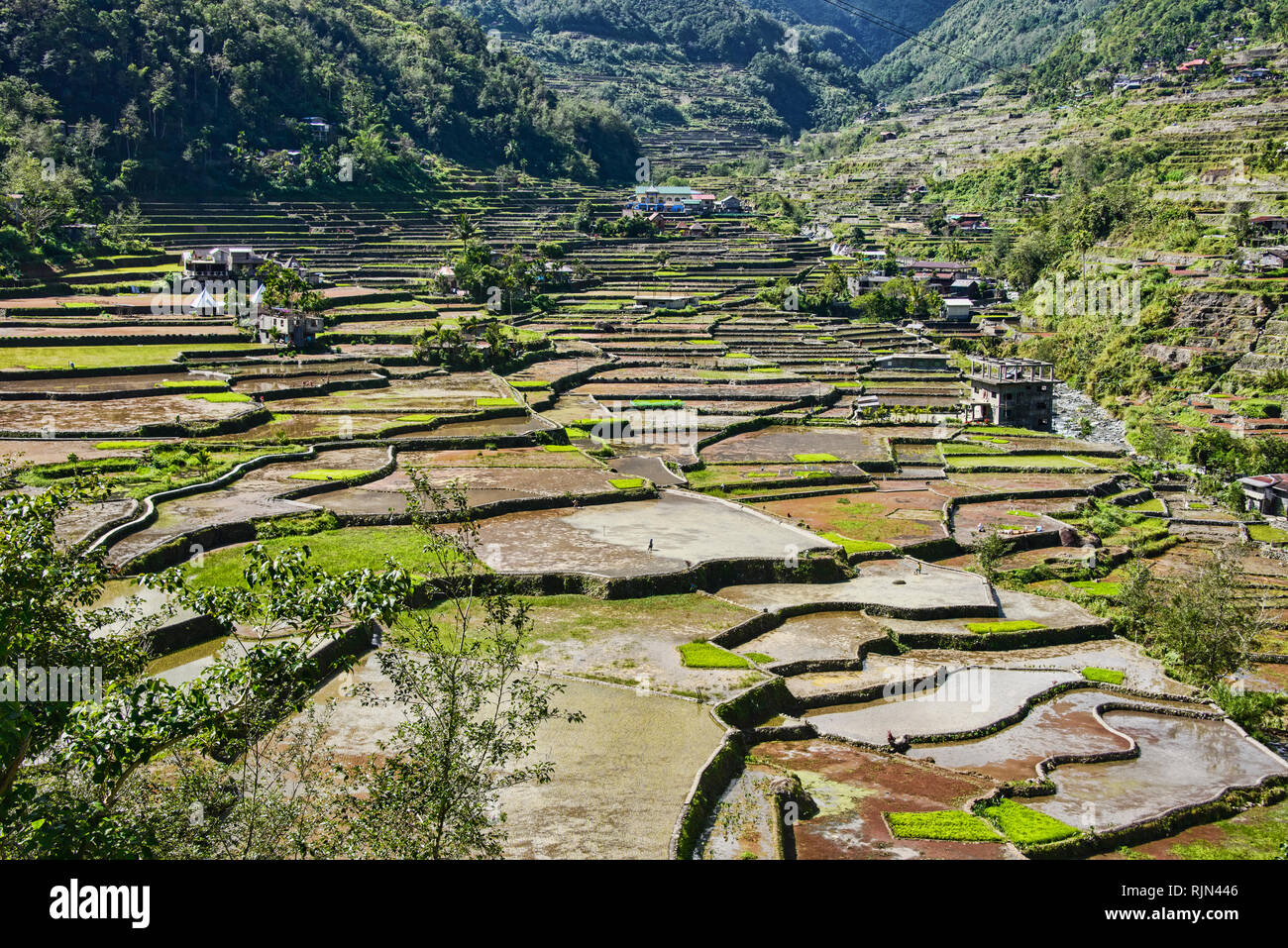 UNESCO rice terraces in Hapao, Banaue, Mountain Province, Philippines ...