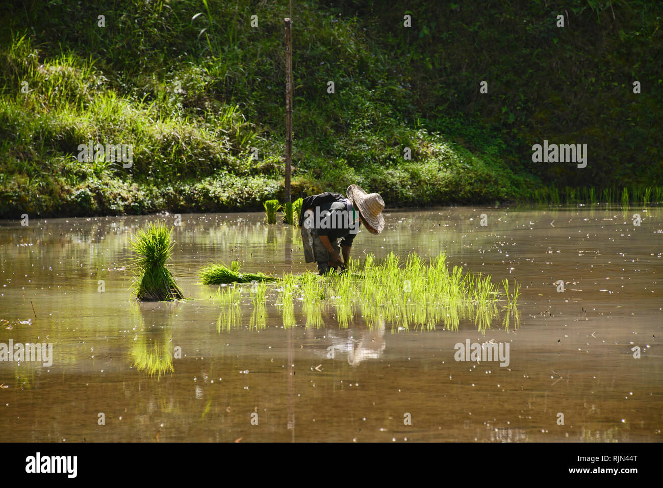 Farmer planting rice at the UNESCo rice terraces of Batad, Banaue ...