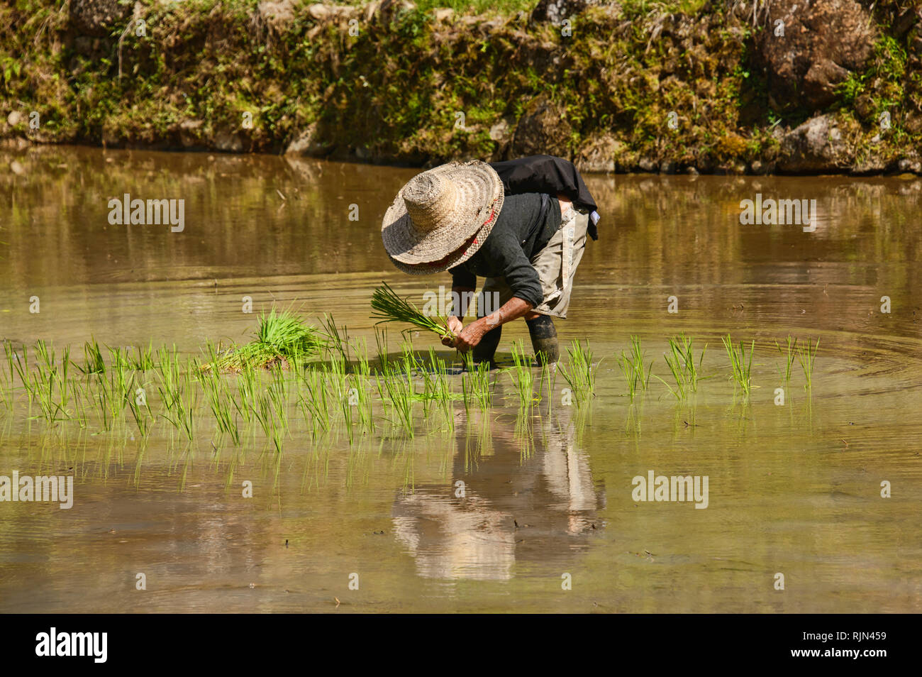 Farmer planting rice at the UNESCo rice terraces of Batad, Banaue ...
