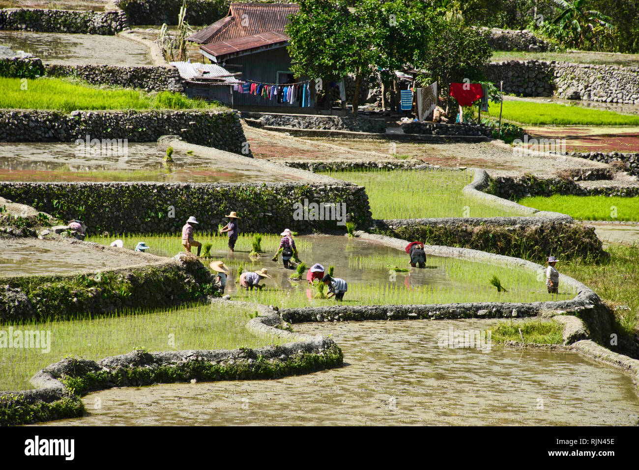 Farmers planting rice at the UNESCo rice terraces of Batad, Banaue ...