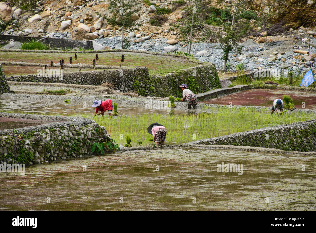 Farmers planting rice at the UNESCo rice terraces of Batad, Banaue ...