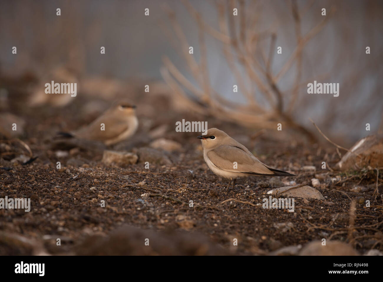 Birds in still life Stock Photo - Alamy