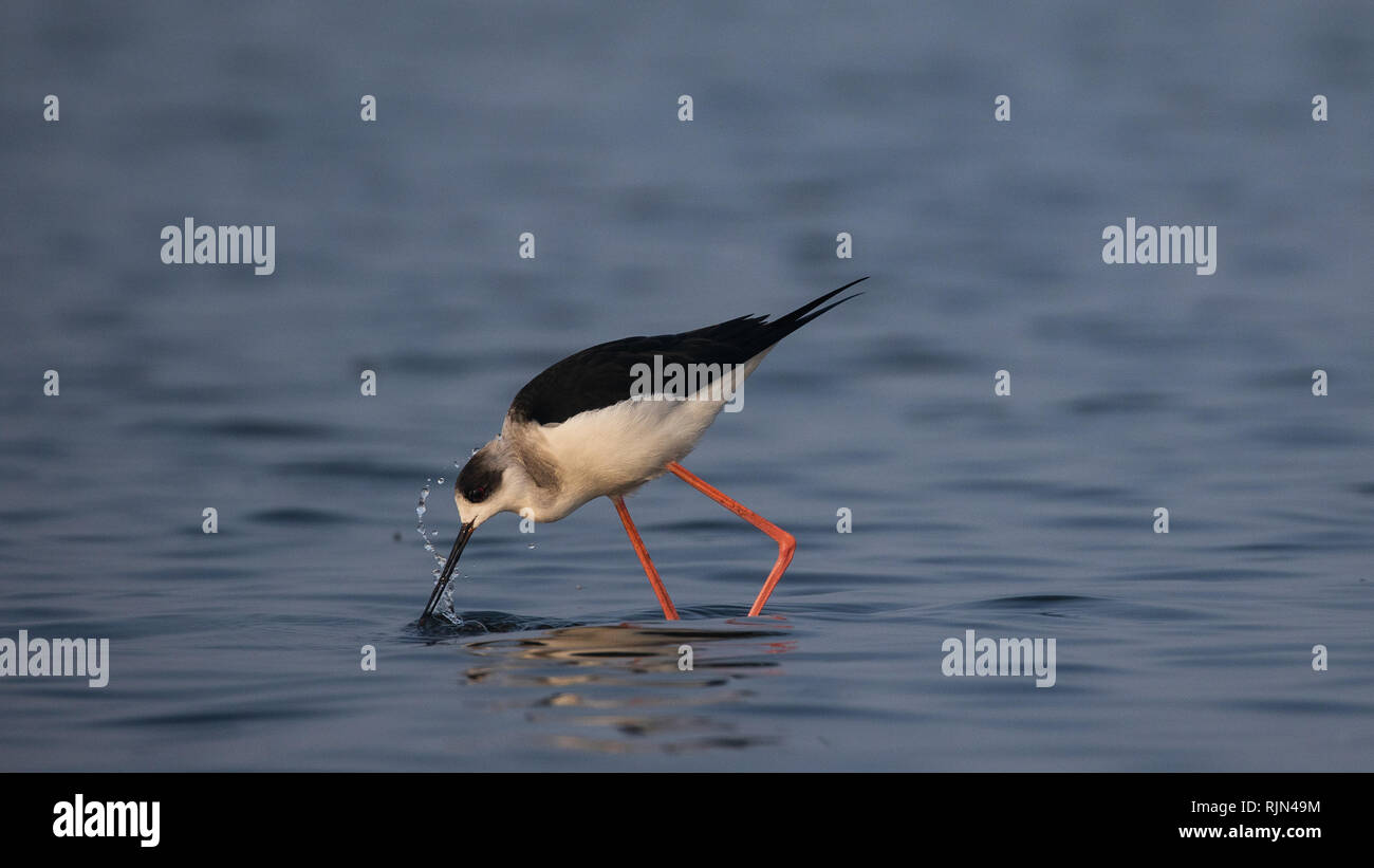 Bird caught in motion while drinking water Stock Photo - Alamy