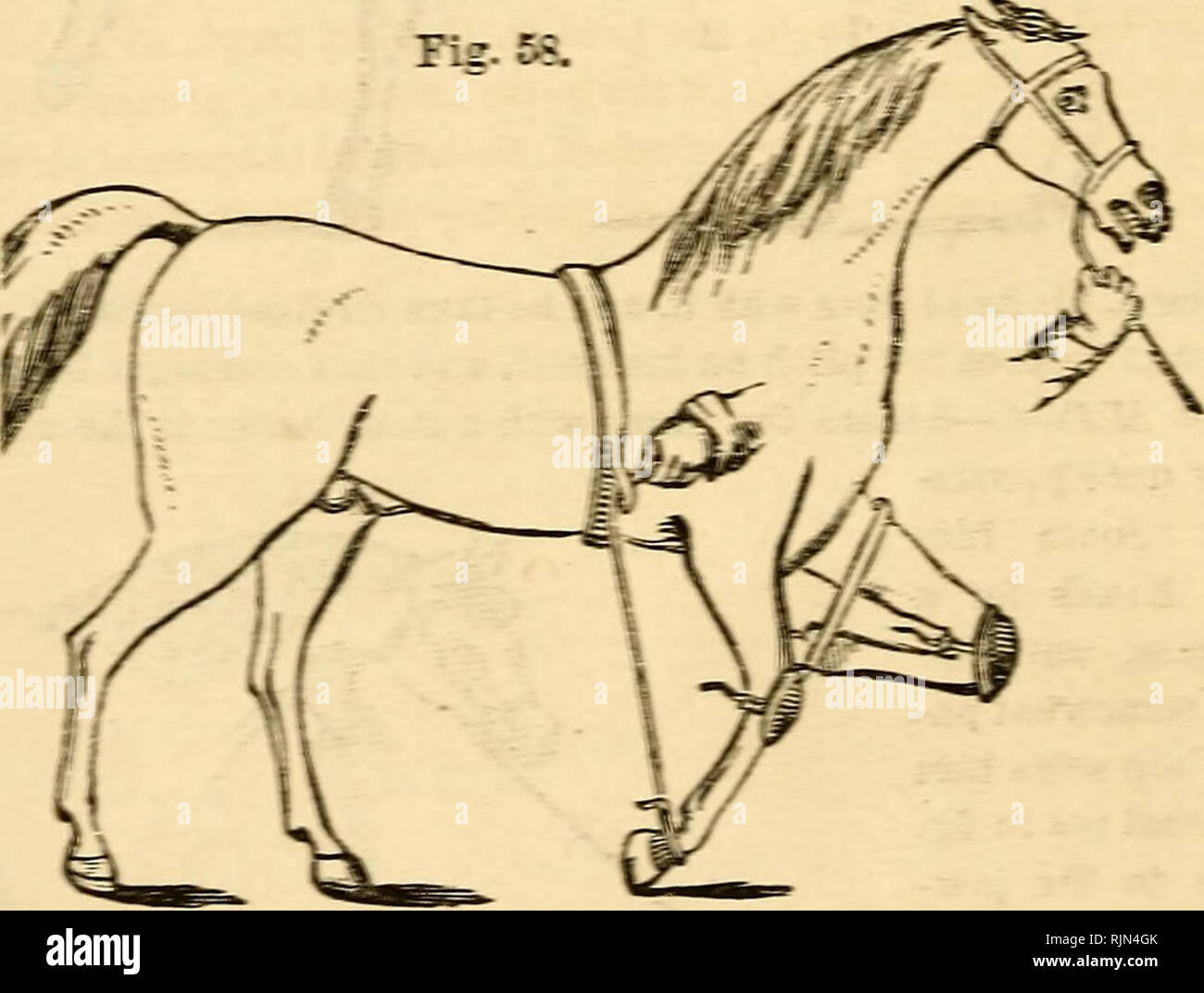 Breed breeds rear rearing hi-res stock photography and images - Alamy