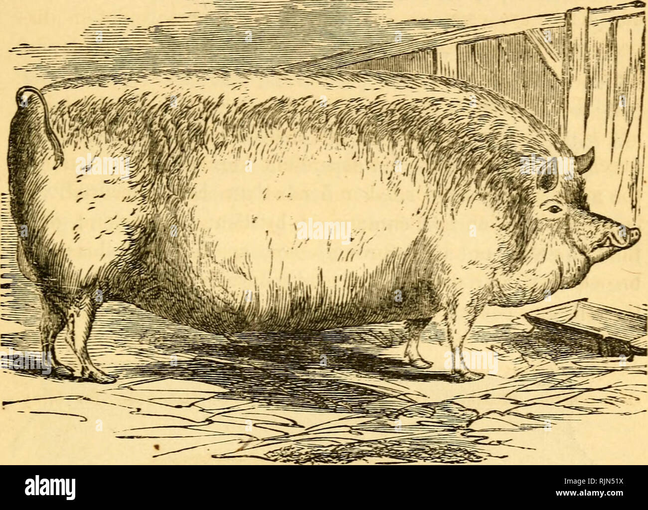 Horses breed breeds rear rearing hi-res stock photography and images ...