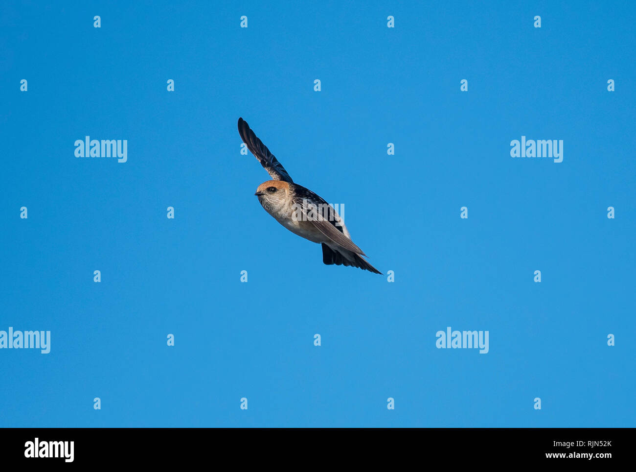 Fairy martin australia hi-res stock photography and images - Alamy