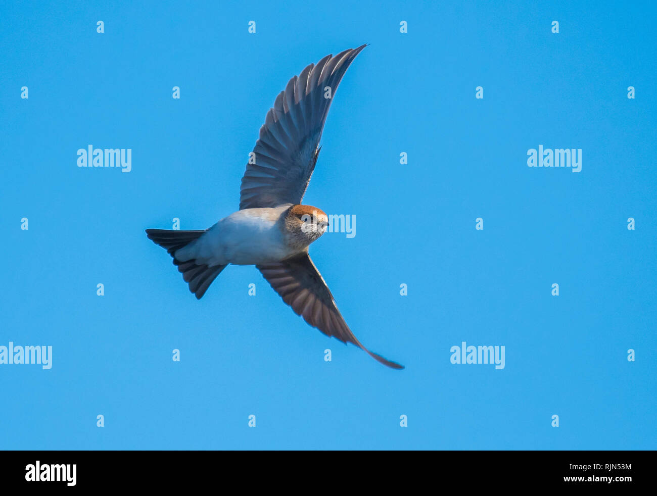 Fairy martin australia hi-res stock photography and images - Alamy