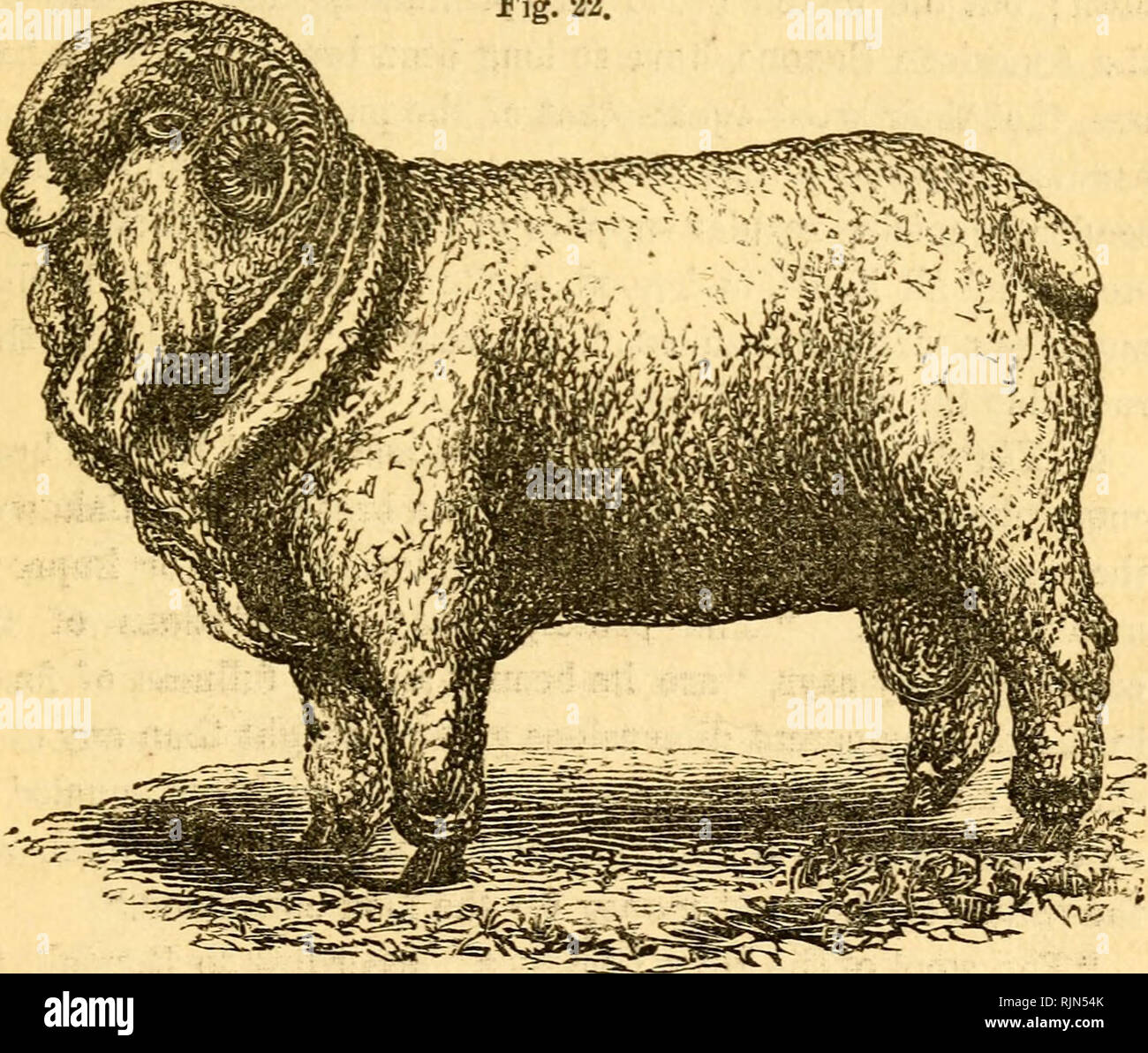 . The barn-yard; a manual of cattle, horse and sheep husbandry; or, How ...