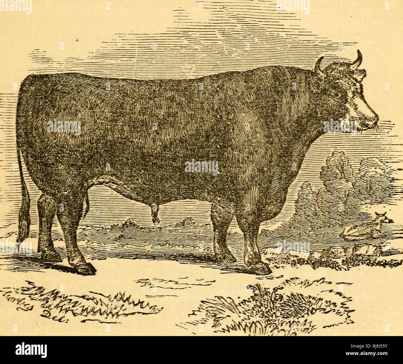 Horses breed breeds rear rearing hi-res stock photography and images ...