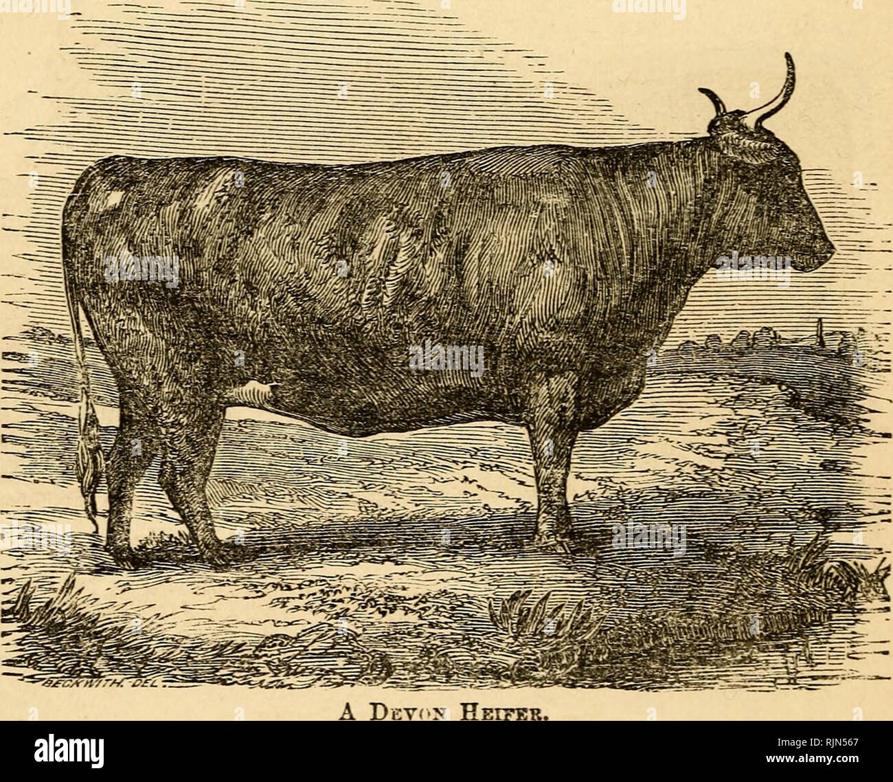 Horses breed breeds rear rearing hi-res stock photography and images ...