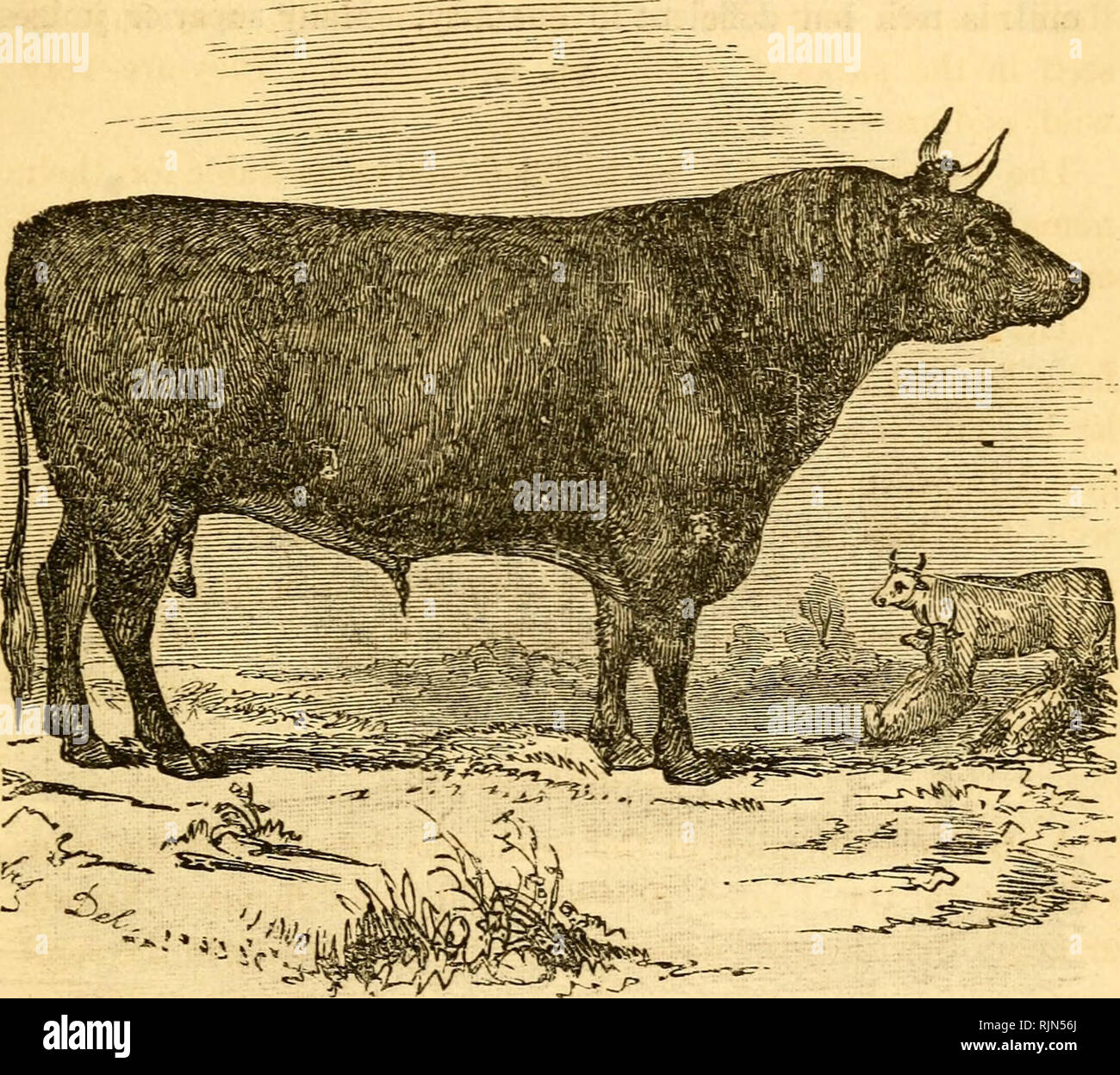 . The barn-yard; a manual of cattle, horse and sheep husbandry; or, How ...