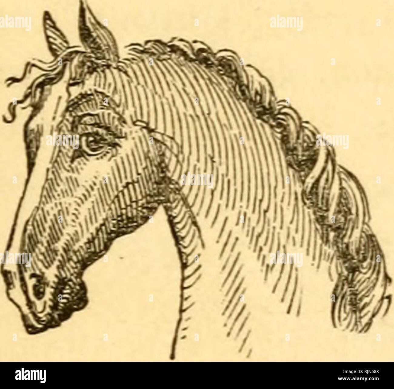 Breed Breeds Rear Rearing High Resolution Stock Photography and Images ...