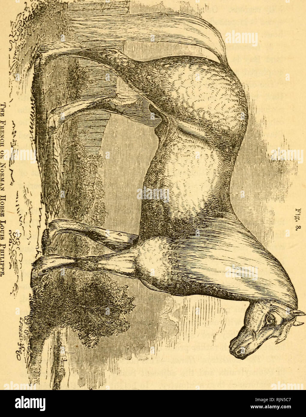 Breed Breeds Rear Rearing High Resolution Stock Photography and Images ...