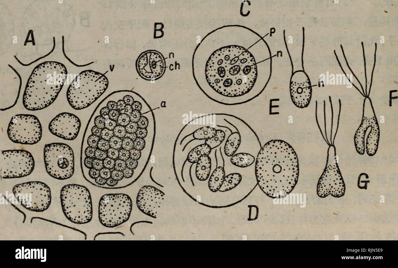 Chlorococcales hi-res stock photography and images - Alamy