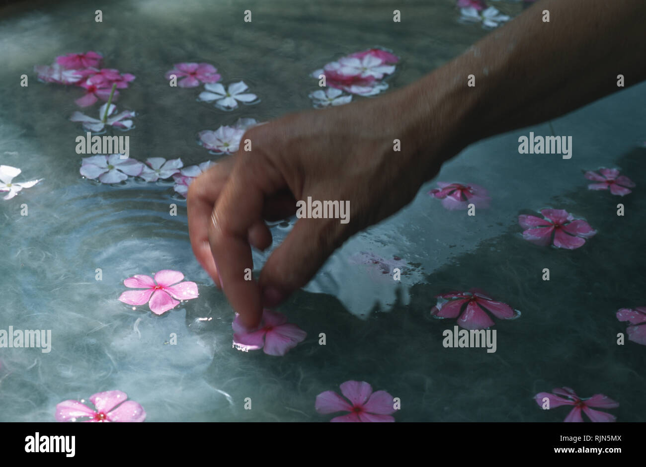Caption: Luang Prabang, Laos - Jan 2001. Making Paper- placing local ...