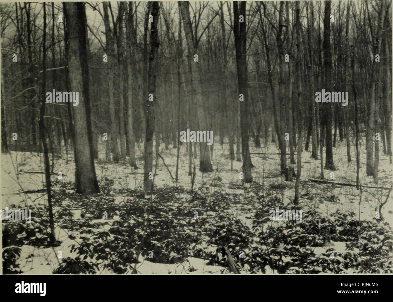 . Baltimore county. Geology; Mines and mineral resources; Physical ...