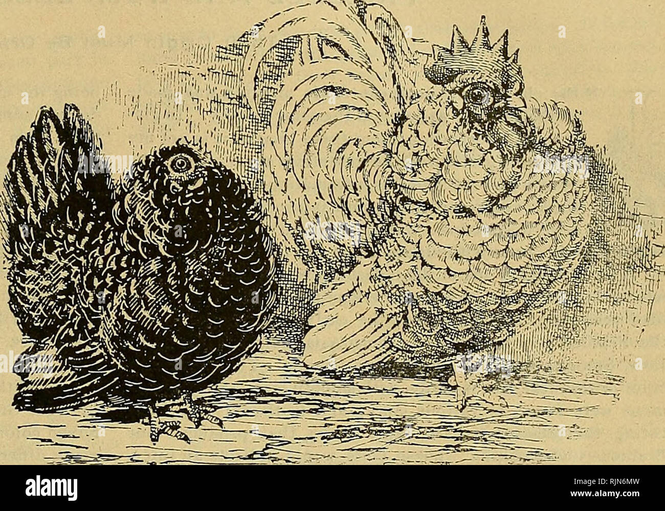 Various bantam chickens hi-res stock photography and images - Alamy