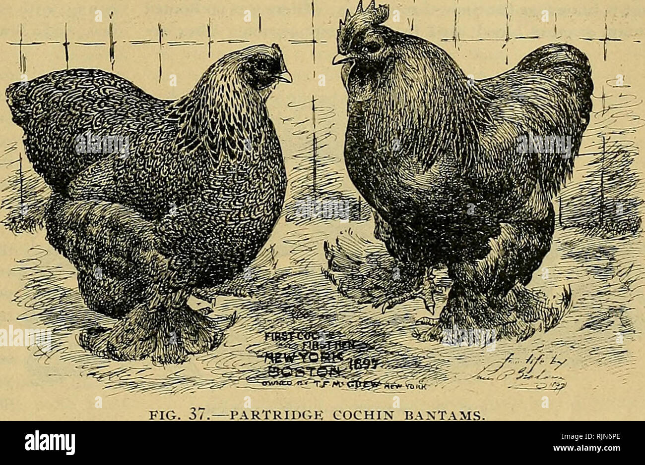 Identify Bantams Backyard Bantams