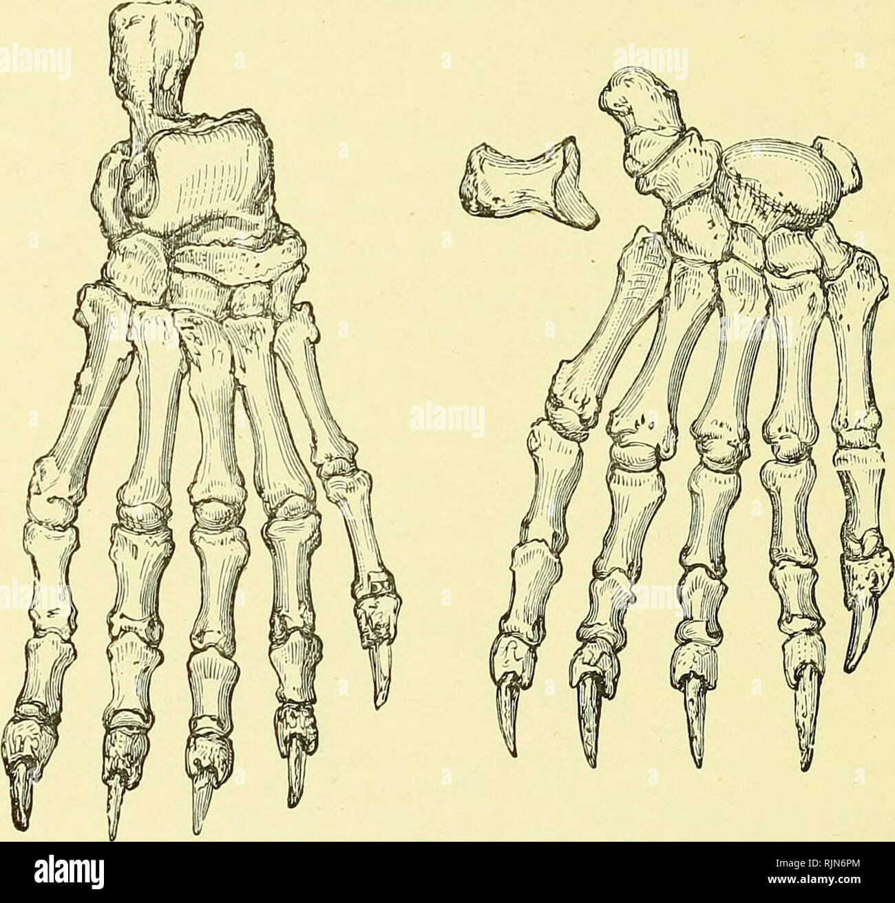 . Elementary text-book of zoology [electronic resource]. Zoology ...