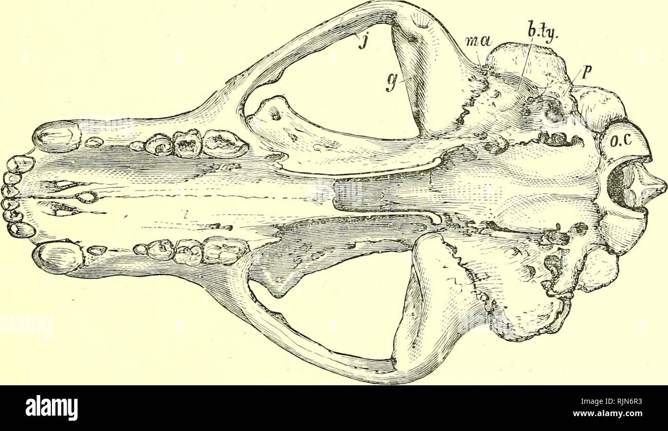 Non retractile claws hi-res stock photography and images - Alamy