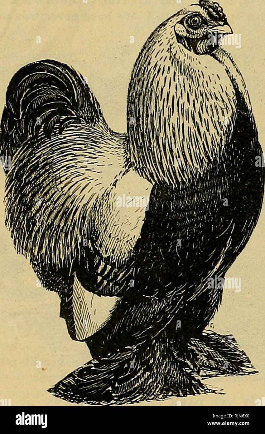 . The bantam fowl; a description of all standard breeds and varieties ...