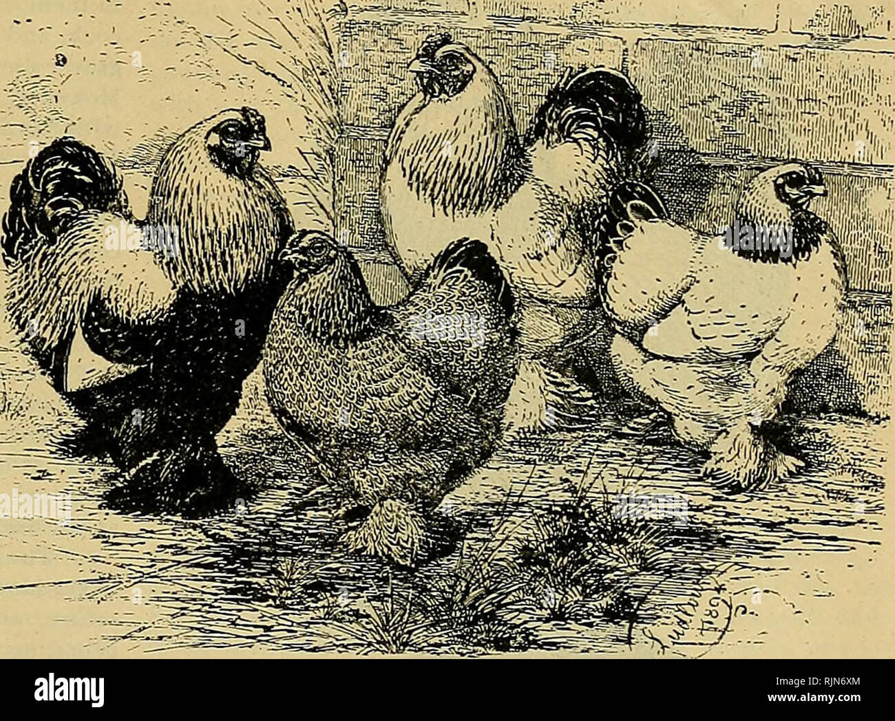 . The bantam fowl; a description of all standard breeds and varieties ...